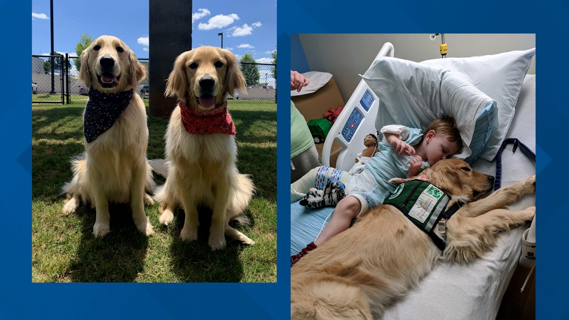 Two golden retrievers bring joy and healing to hospital patients ...