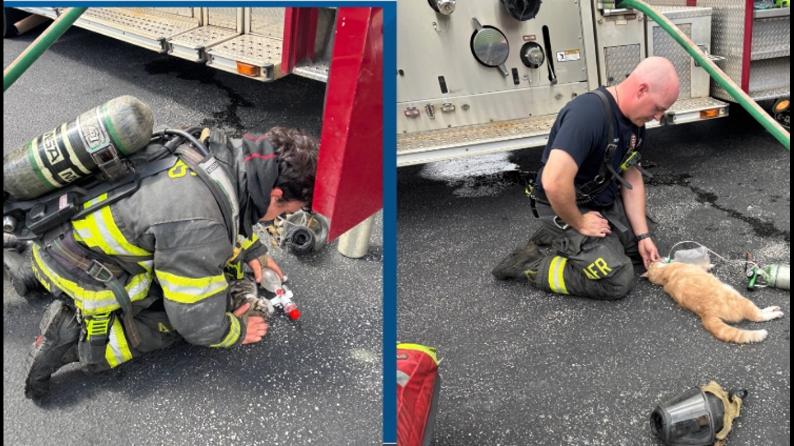 Athens firefighters save three cats from house fire | rocketcitynow.com