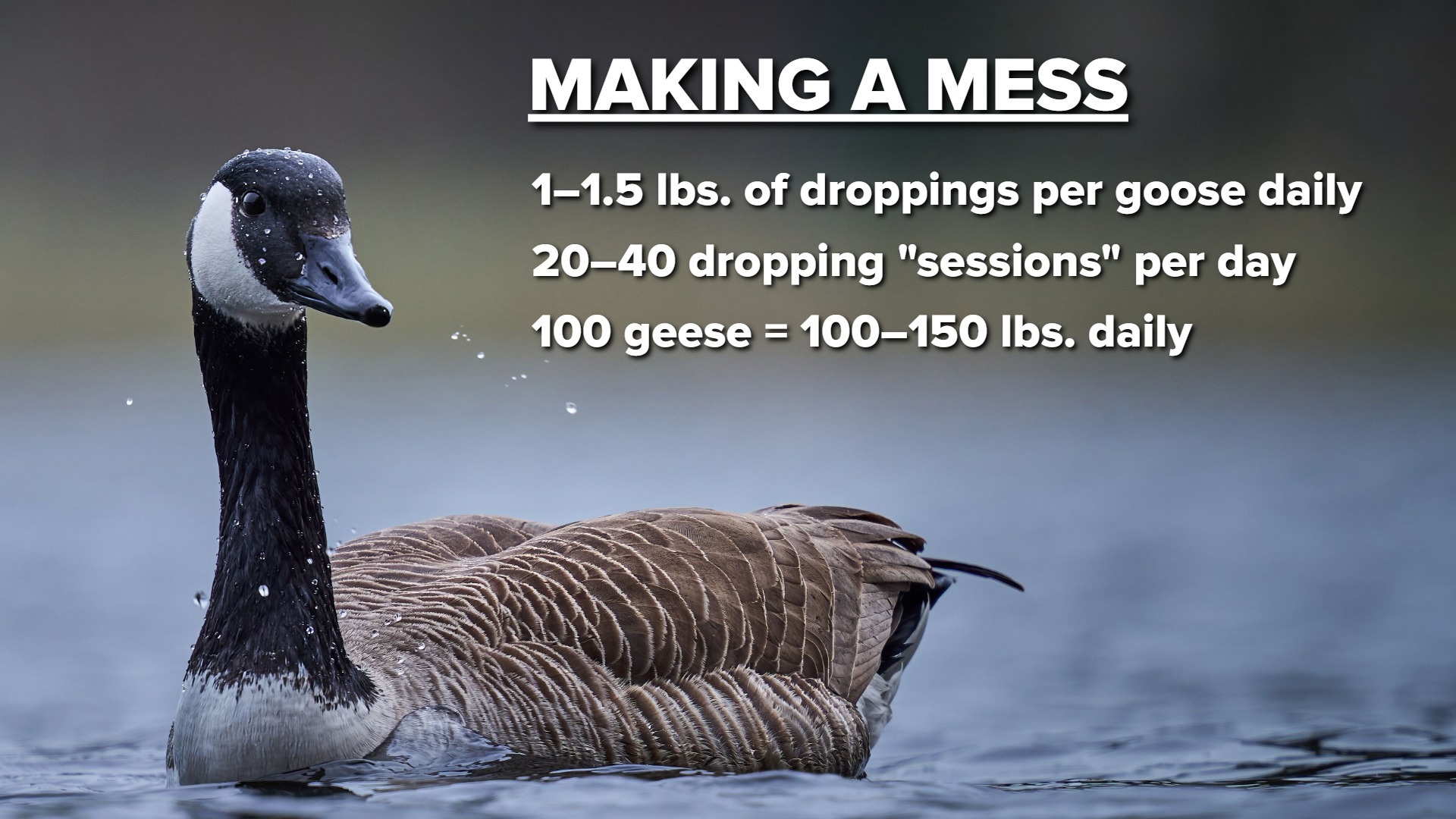 Residents, others demonstrate against potential culling of geese in ...