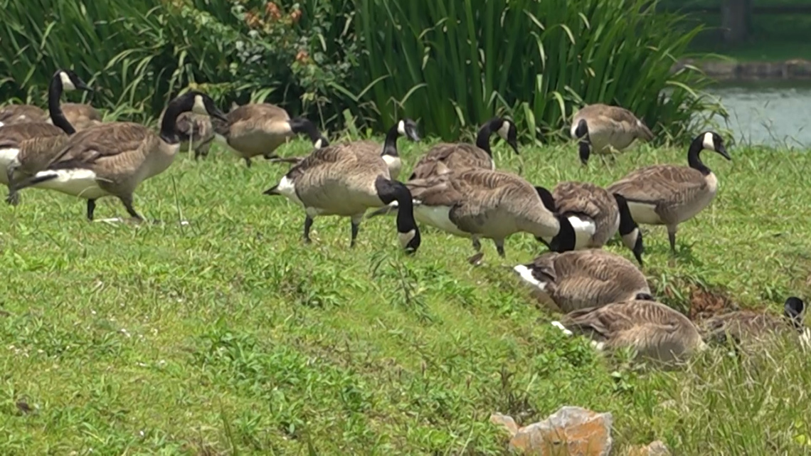 Edgewater HOA reverses plan to gas geese after resident backlash ...