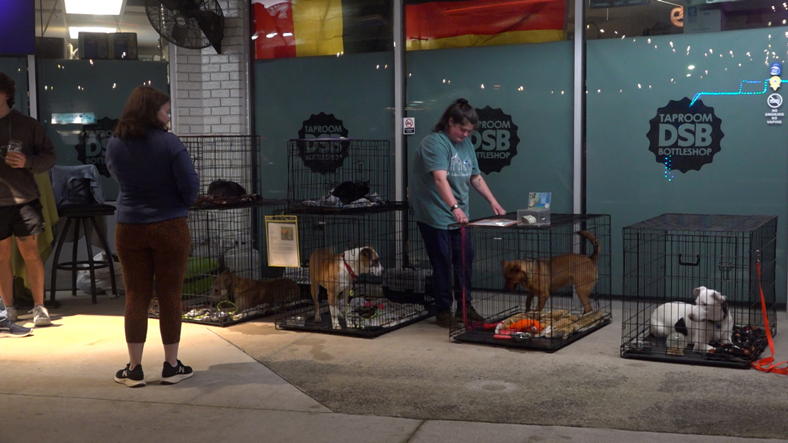 Pints and Paws brings adoptable pets to Das Stahl Bierhaus ...