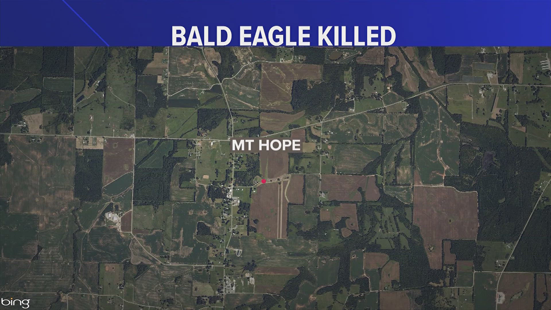 Bald eagle shot in Lawrence County: U.S. wildlife agency offers reward ...