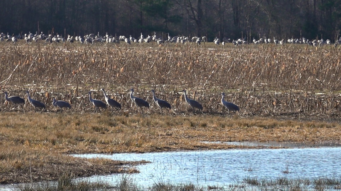 Wheeler National Wildlife Refuge welcomes visitors to see cranes ...