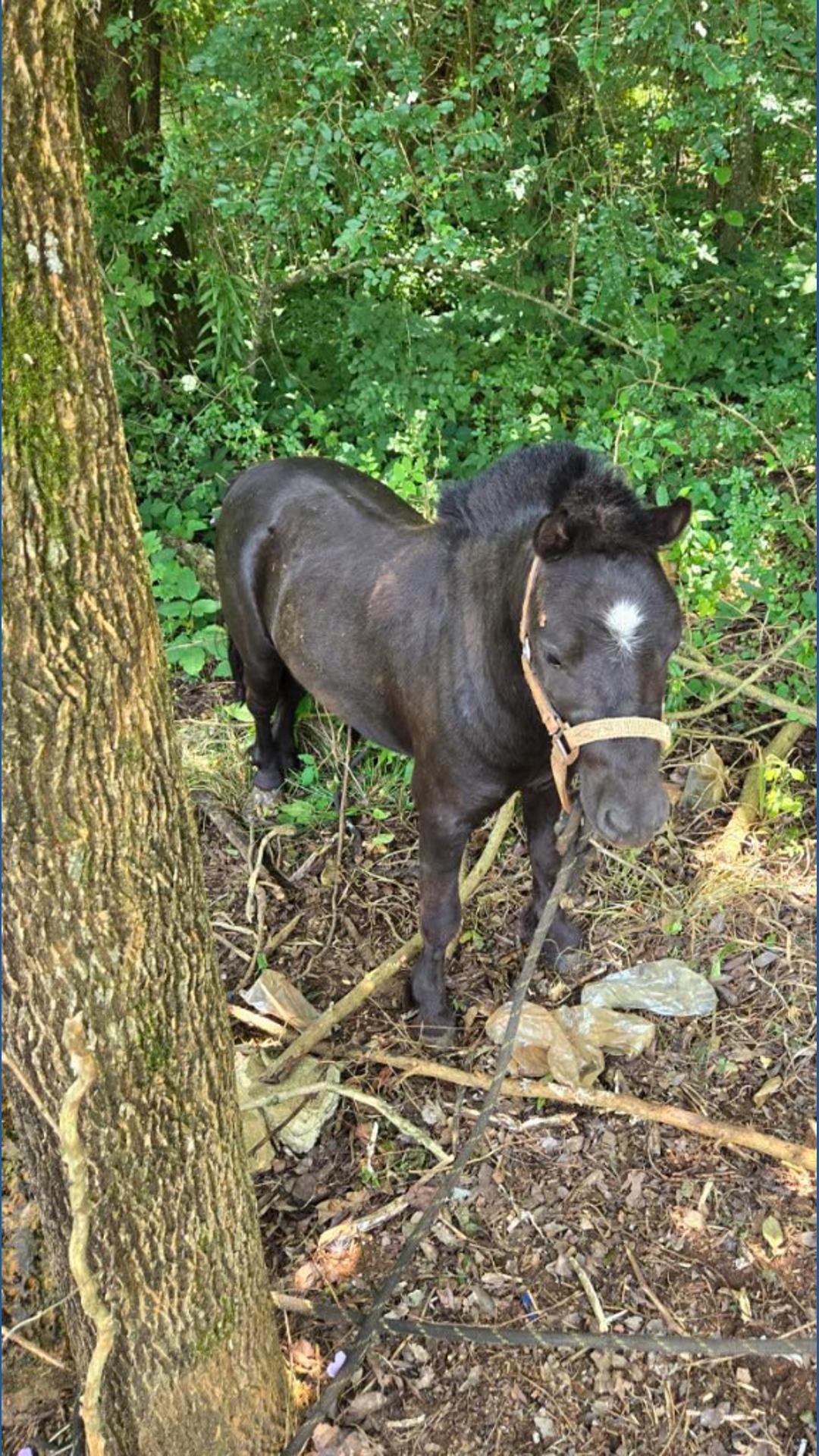 Community helps reunite lost black pony with owner in Franklin County ...