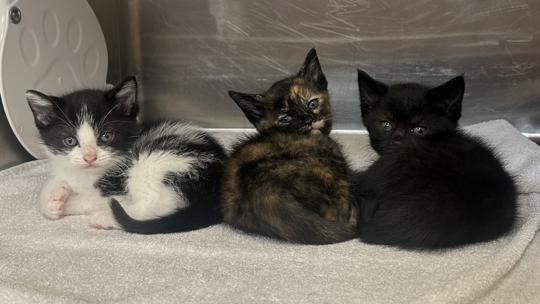 Huntsville Animal Services at critical capacity for cats, at capacity ...