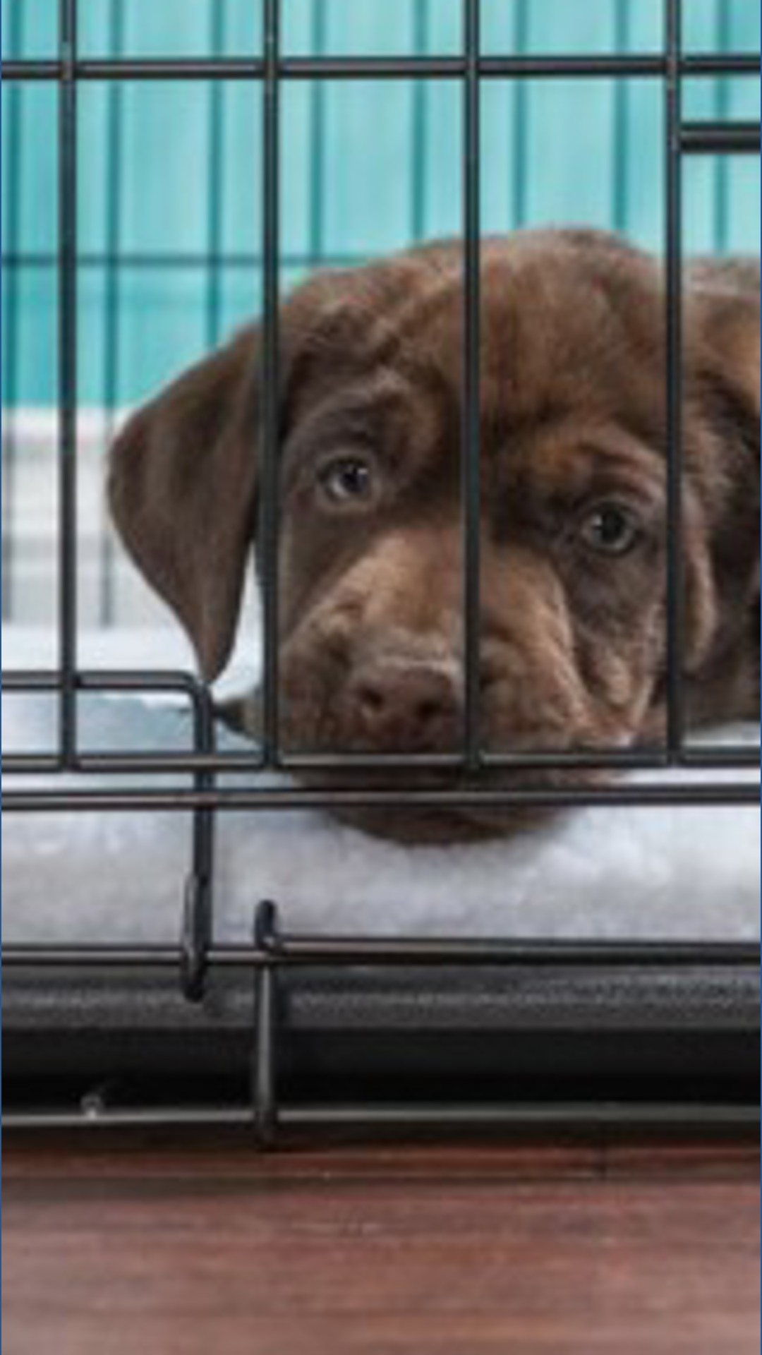 Madison city, county shelters urge community to foster dogs before ...