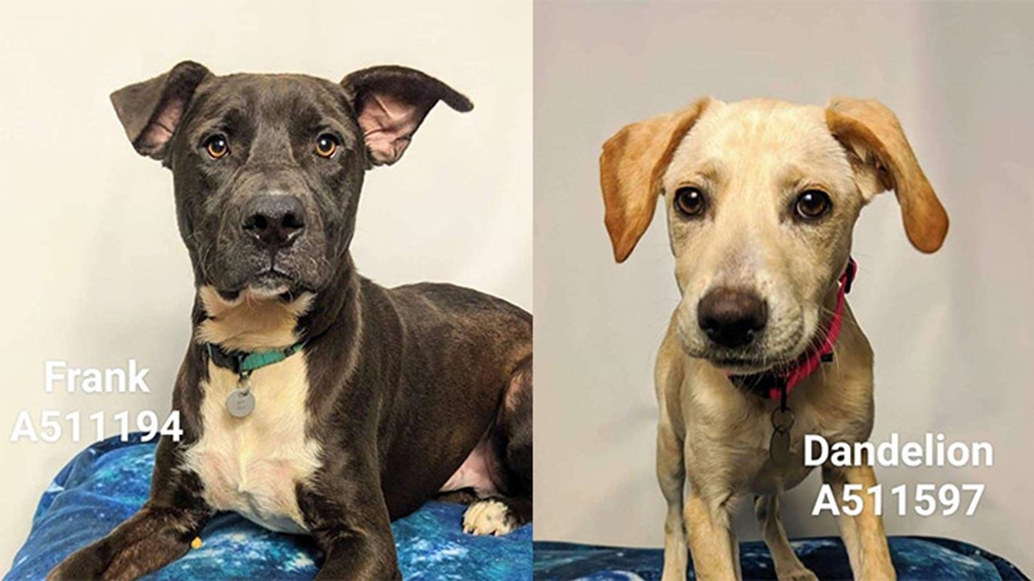 Fixin' Alabama seeks to help curb the homeless pet crisis ...