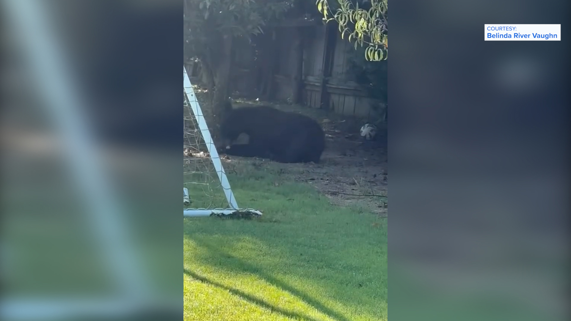 Black bear sightings increase in Morgan County | rocketcitynow.com