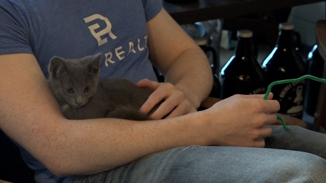 Celebrate International Rescue Cat Day with a furry friend ...