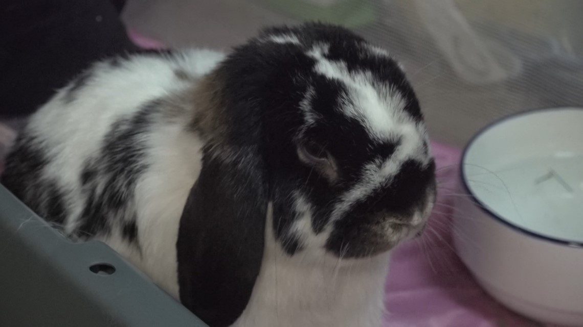Animal groups host 'bunny basics' class for aspiring rabbit keepers ...
