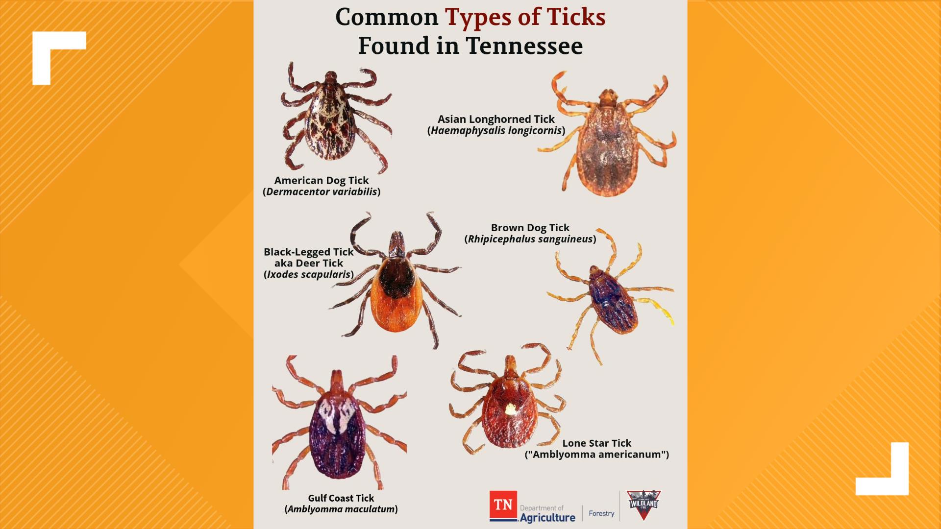 Tennessee officials warn residents to take precautions as tick season ...