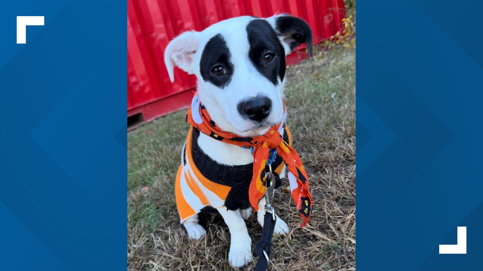 From the streets of Colbert County, rescued pup becomes first comfort ...