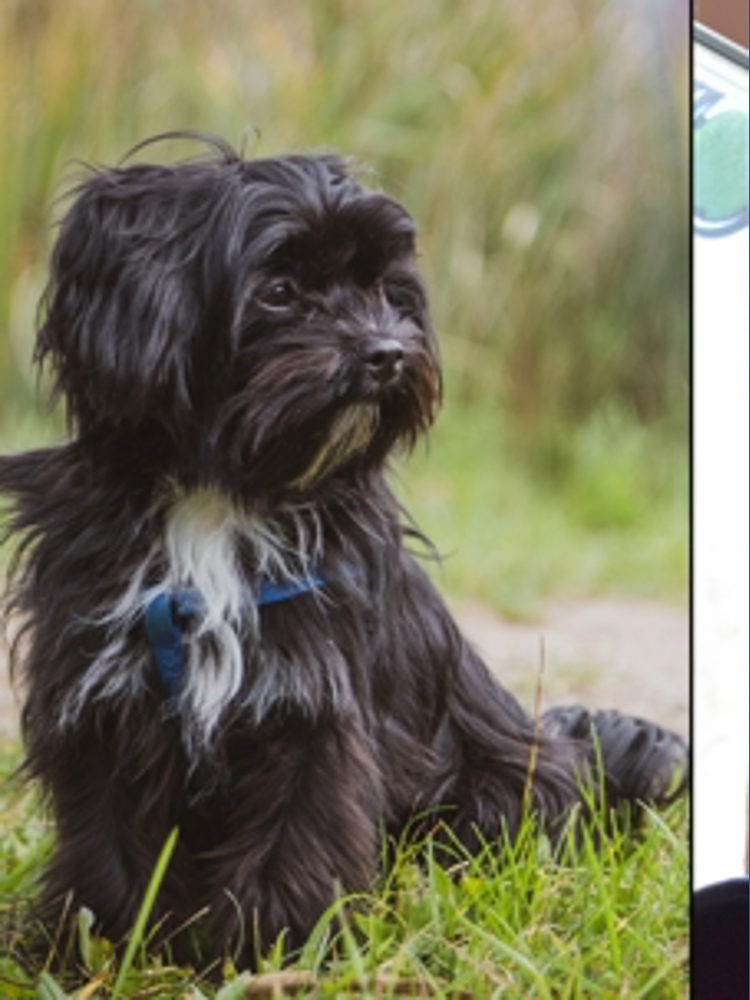 Unleash the hounds! And terriers and lapdogs. The American Kennel Club ...
