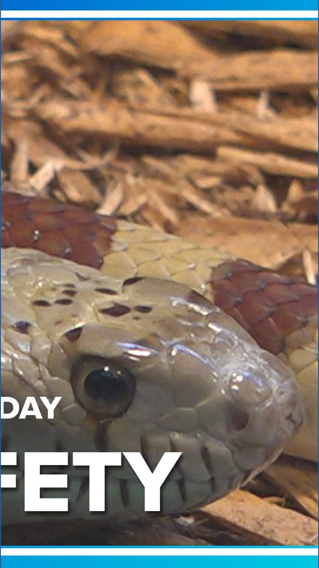 Wellness Wednesday| Venomous or not: snake safety in Alabama ...