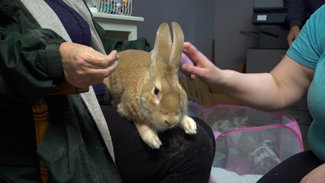 Huntsville House Rabbits teaches people the basics of bunny care | wnep.com