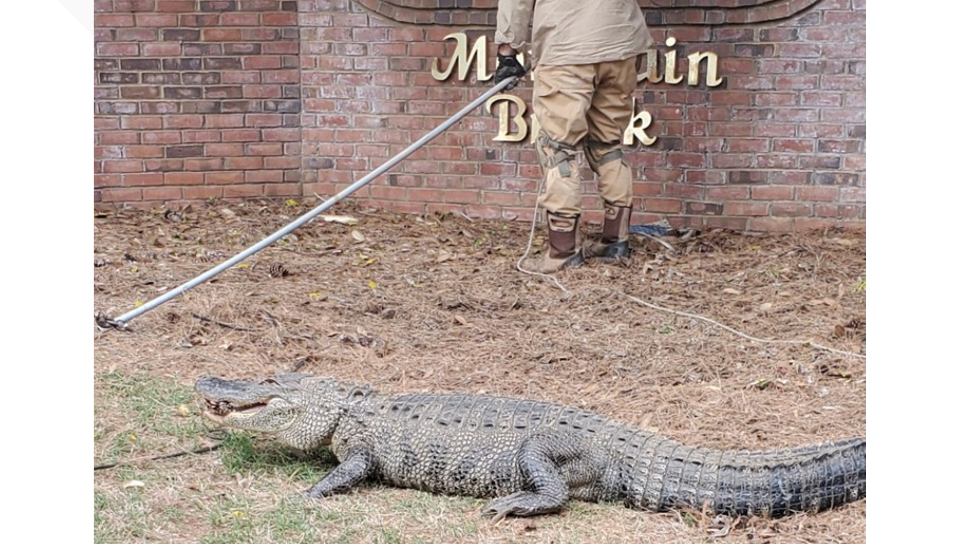 The history of alligators in North Alabama | rocketcitynow.com