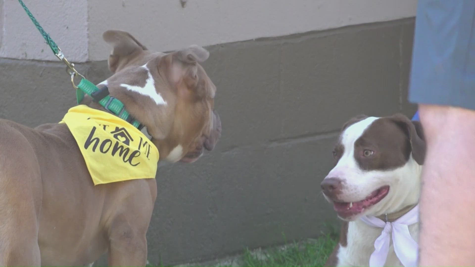 Notorious DOG animal rescue opens new facility amid growing shelter ...