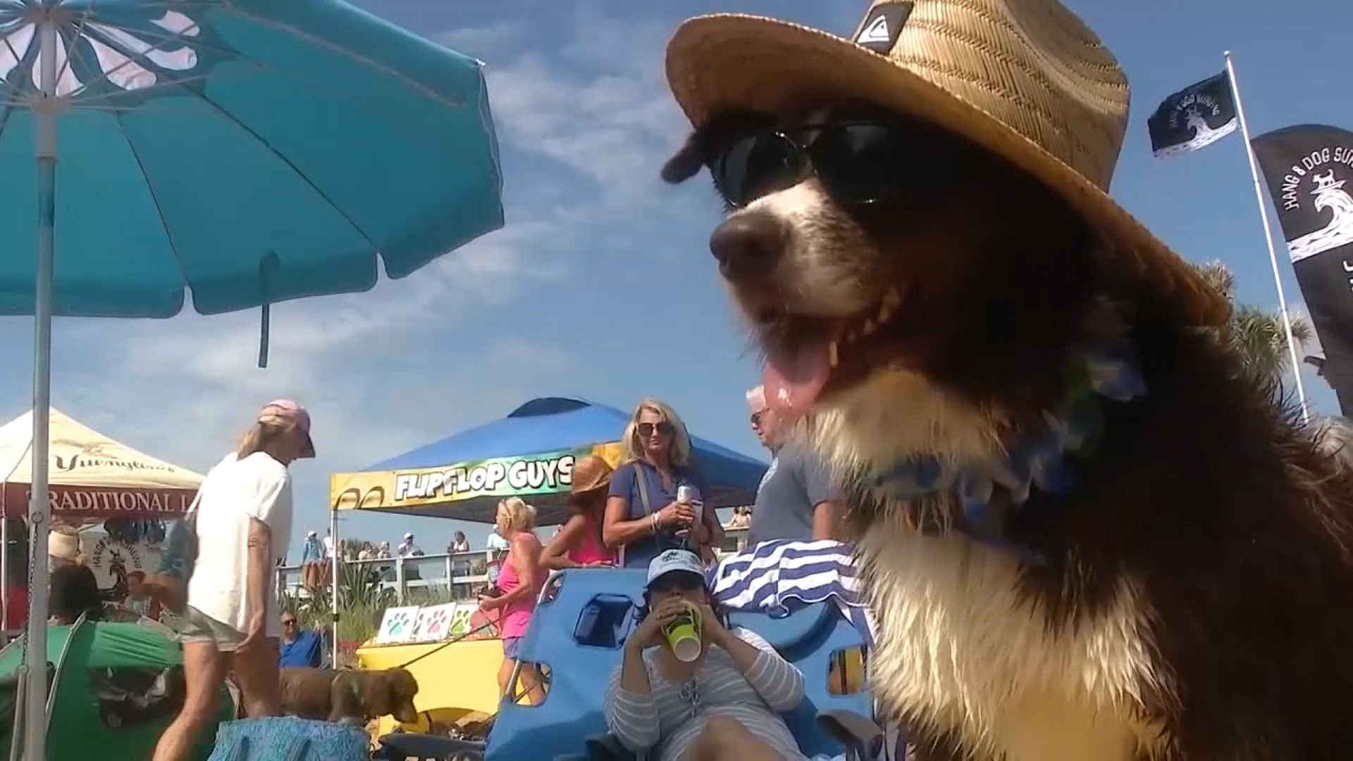 'Hang Eight' dog surfing contest enjoys second year | rocketcitynow.com