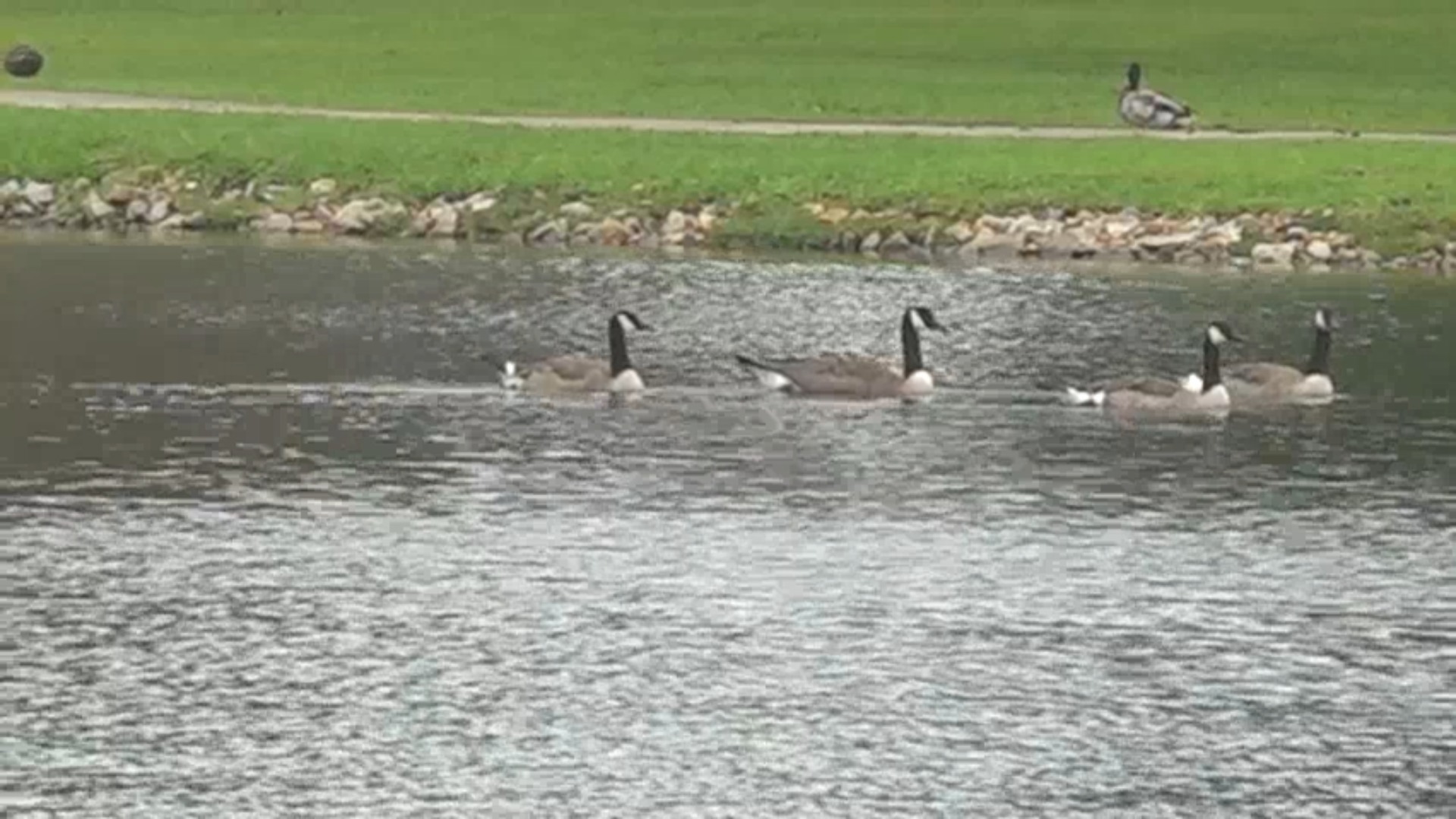 Another flock of geese is now at risk after an HOA says non-lethal ...