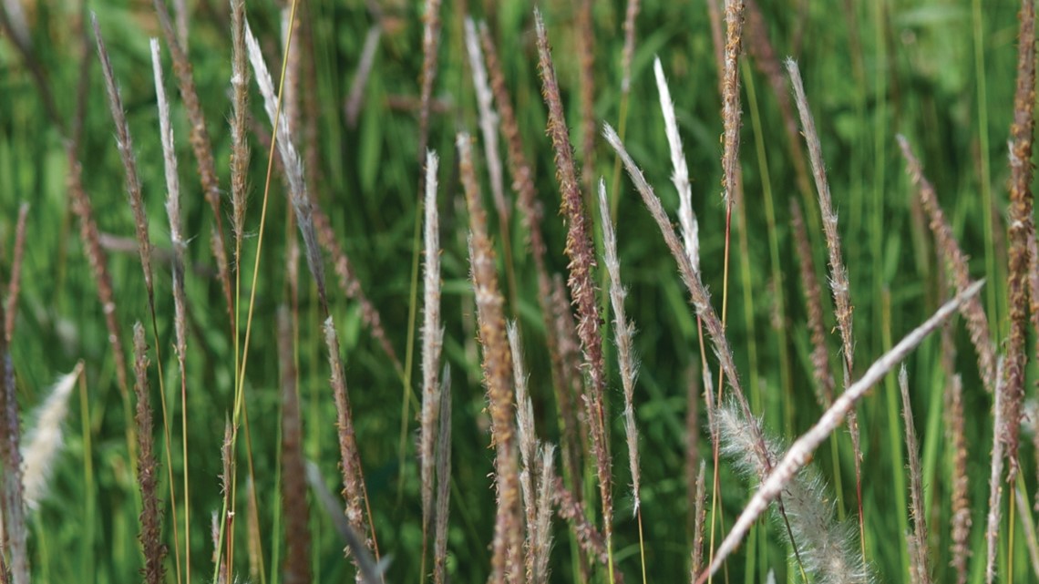 Invasive species of grass is slowly taking over Alabama | rocketcitynow.com