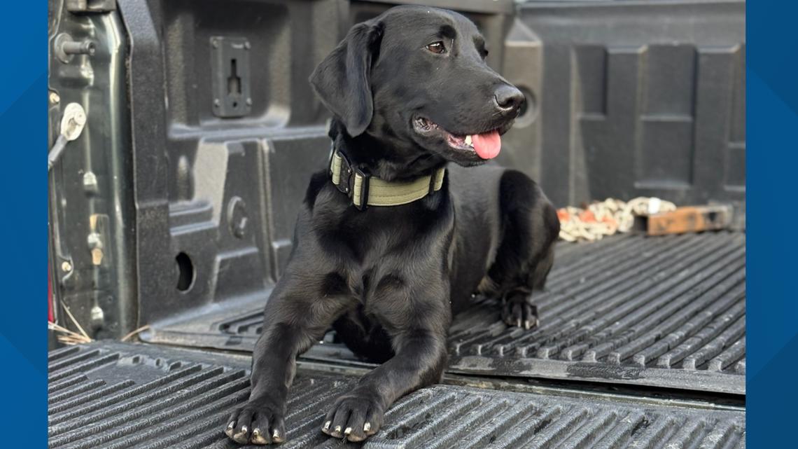 Falkville Police hosting fundraiser for K-9 unit; Officer Nellie on the job | rocketcitynow.com