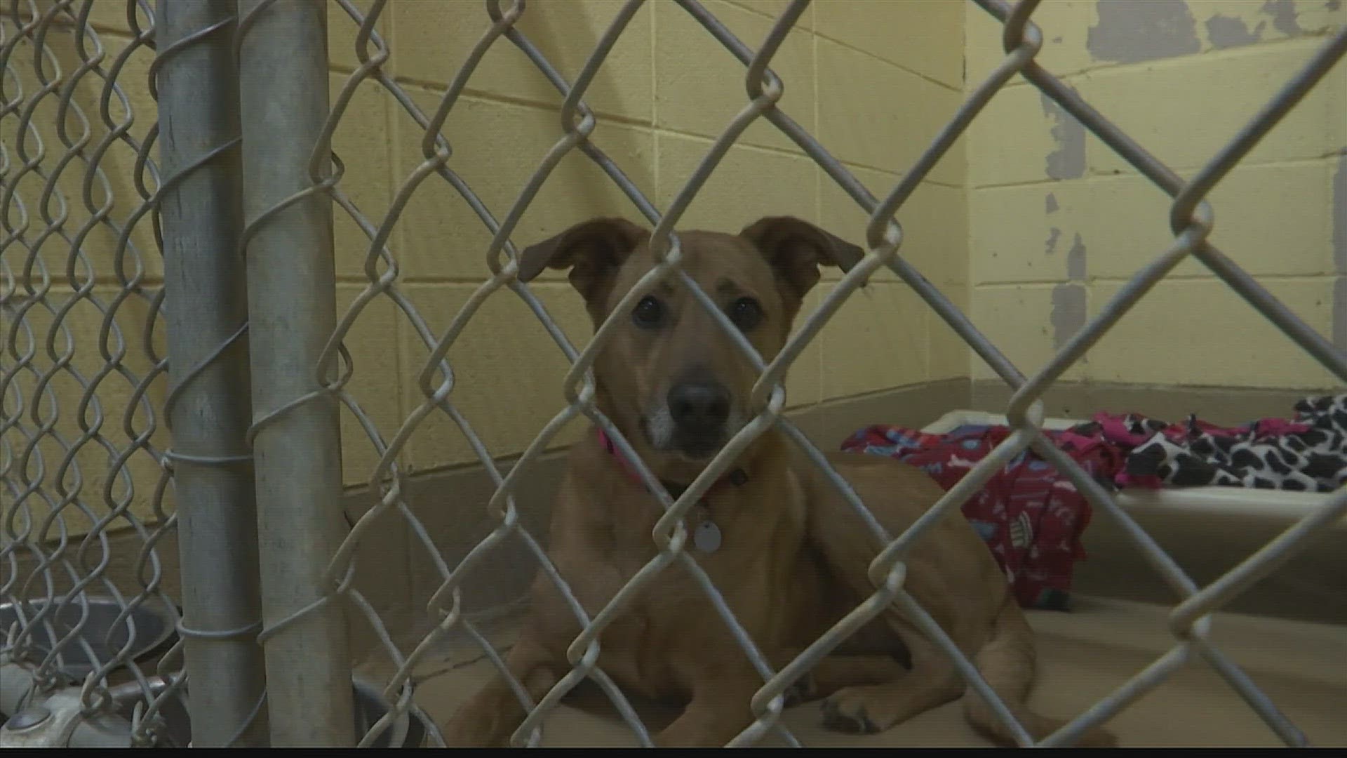 Huntsville Animal Services host its second annual Howl-O-Ween ...