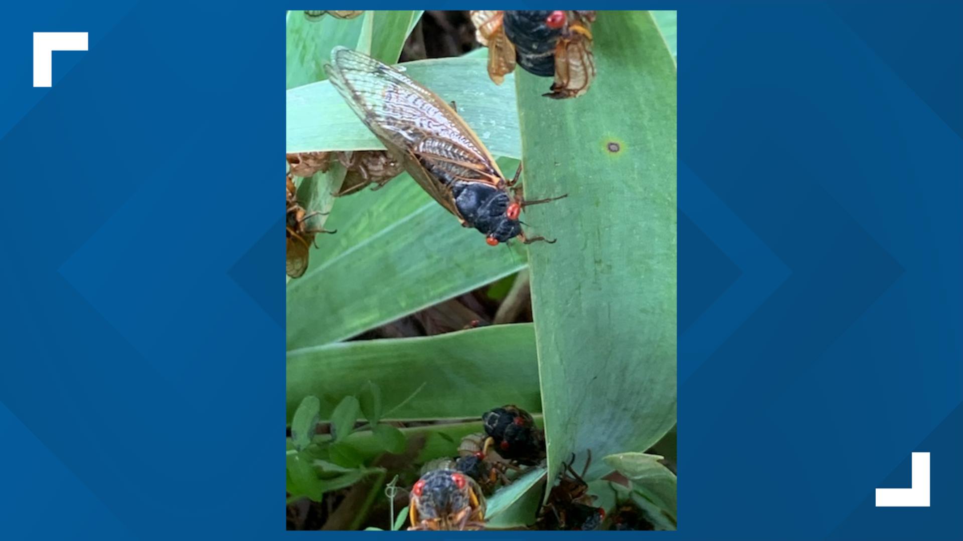 BUGGIN' OUT: Cicadas emerge in North Alabama | rocketcitynow.com