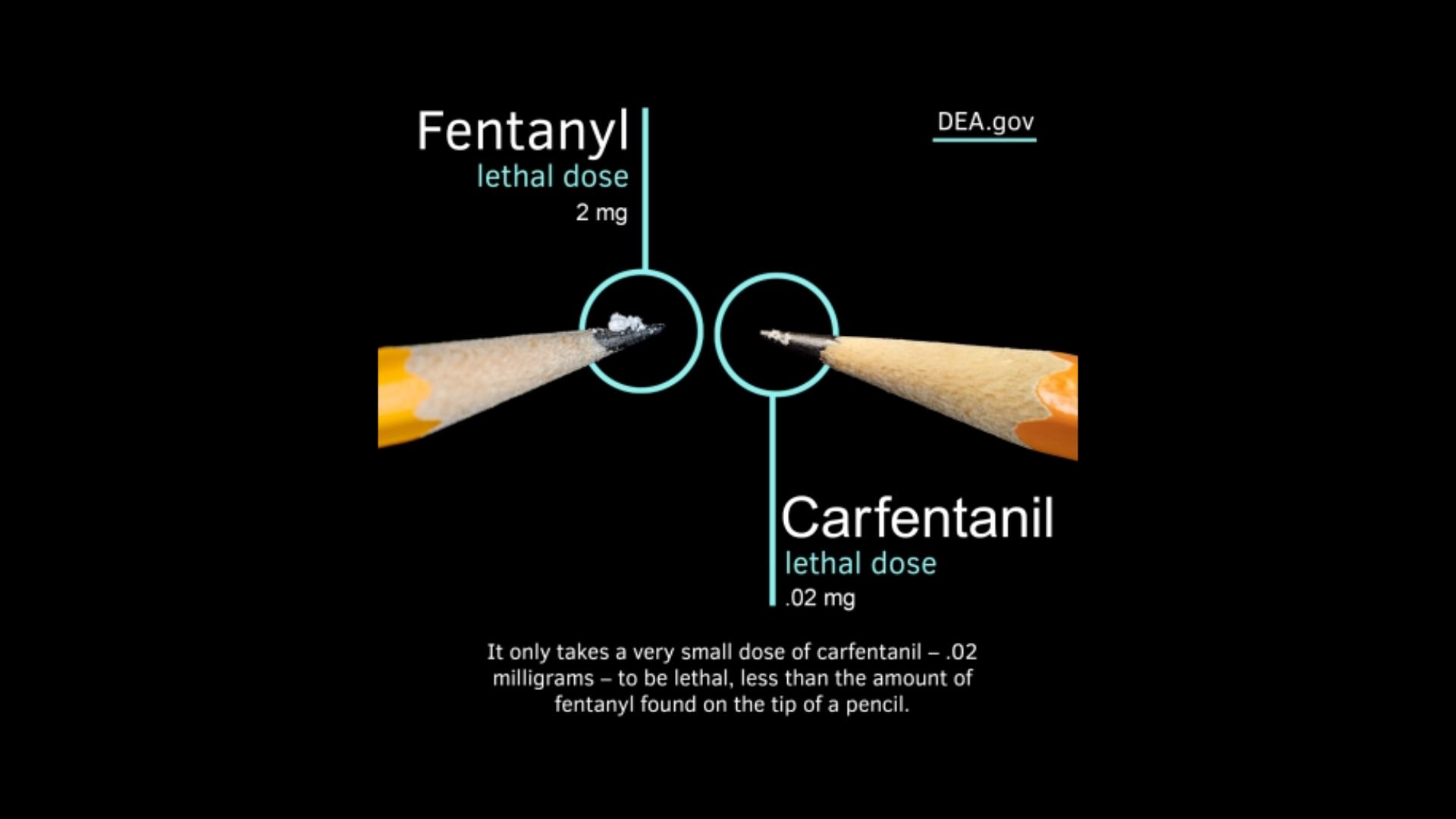Arizona teen faces charges for mailing carfentanil, a synthetic opioid ...