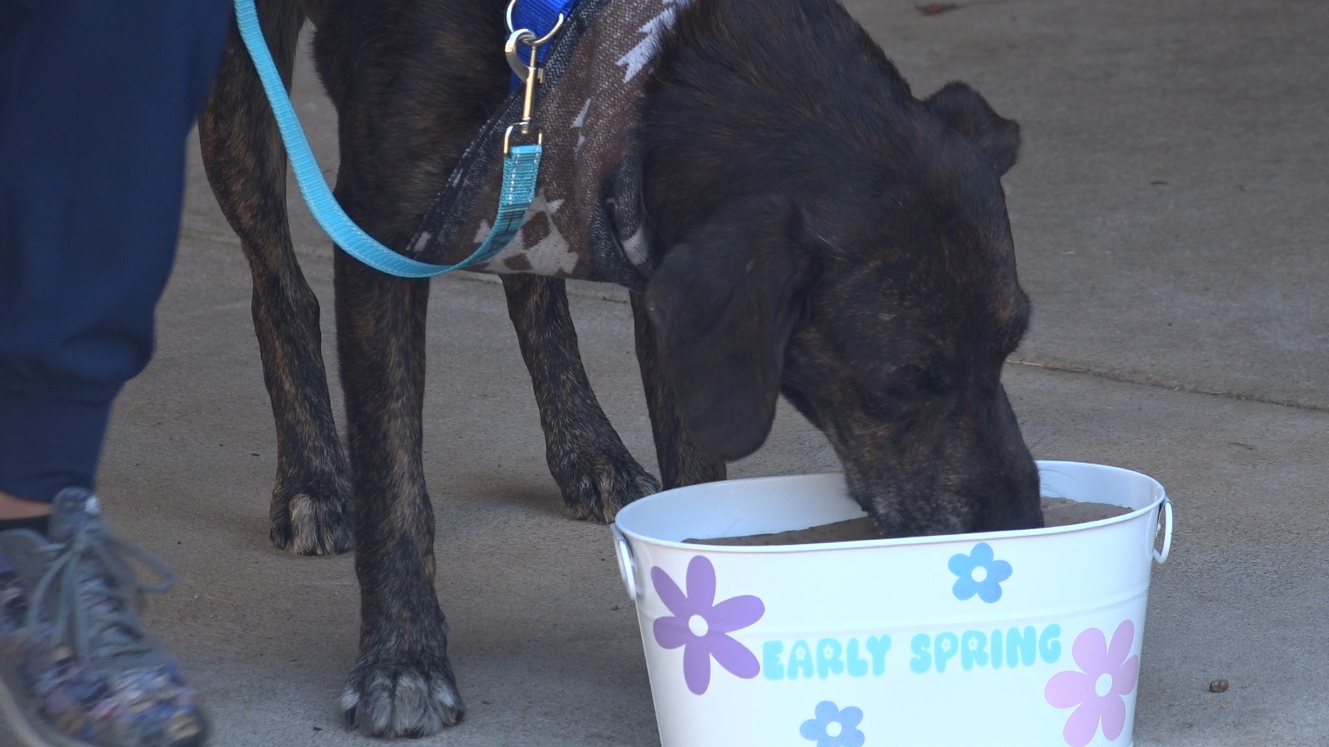 Huntsville hosts Ground Dog Day: Cosmo predicts early spring ...