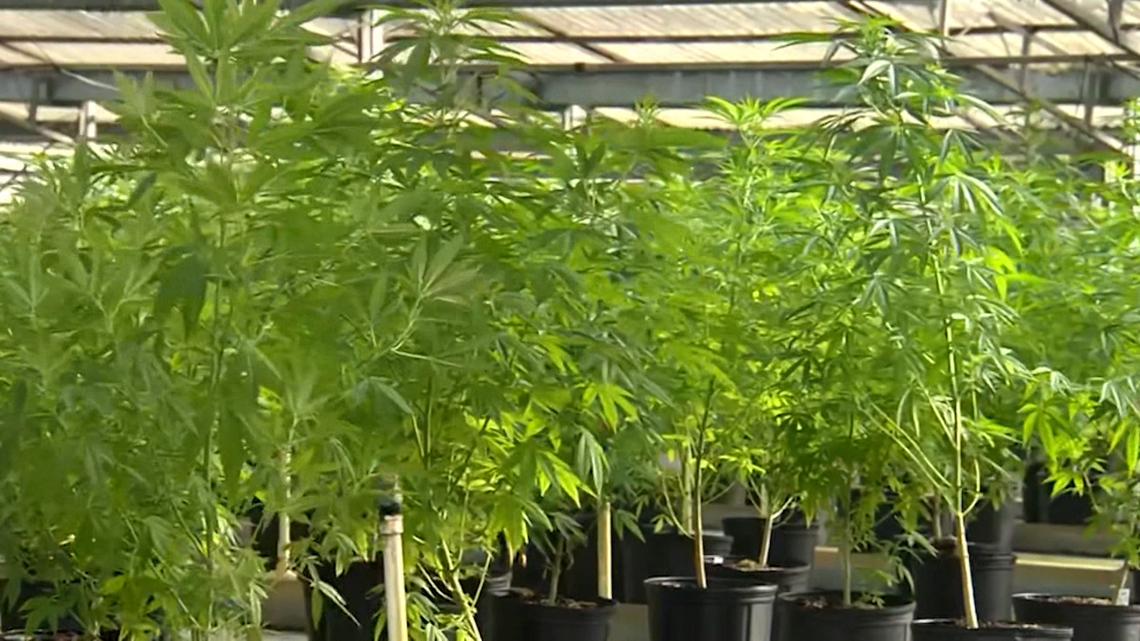 Alabama businesses brace for closures under sweeping hemp product ...