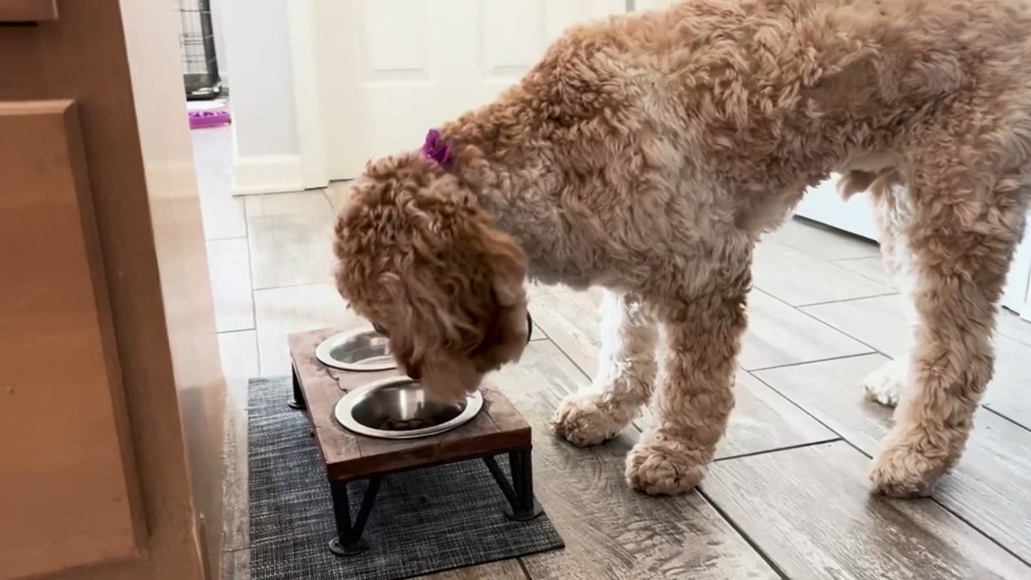 A tighter leash on pet parent budgets thanks to inflation ...