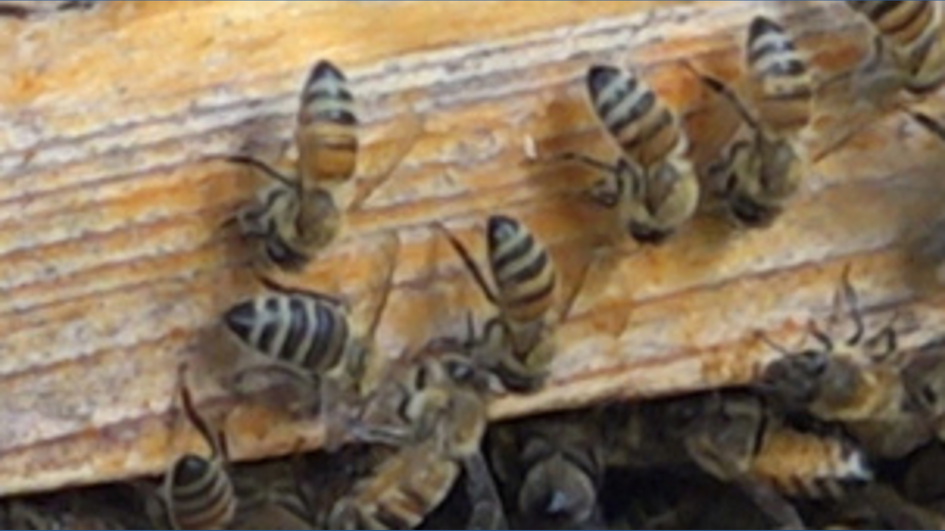 What to do if you find a bee swarm near your home | rocketcitynow.com