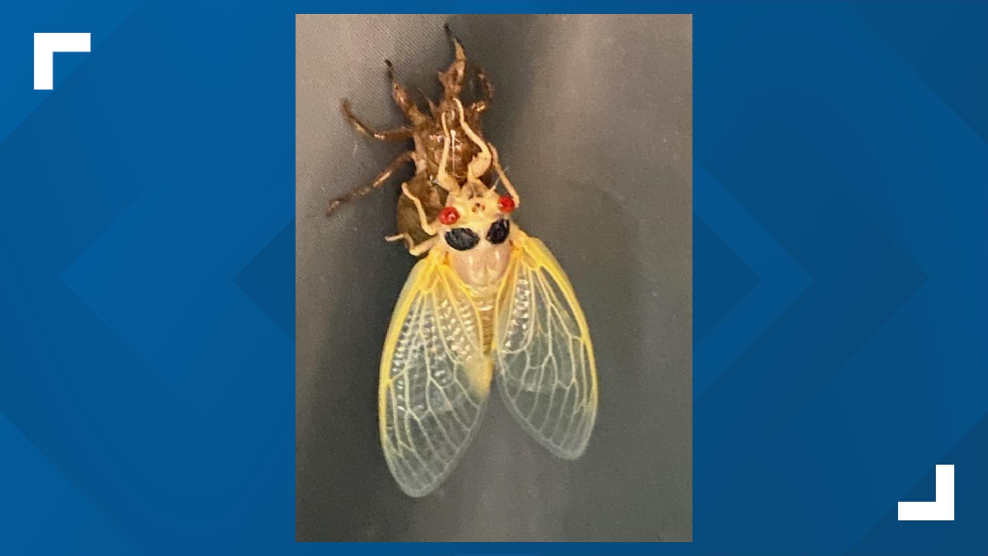 BUGGIN' OUT: Cicadas emerge in North Alabama | rocketcitynow.com