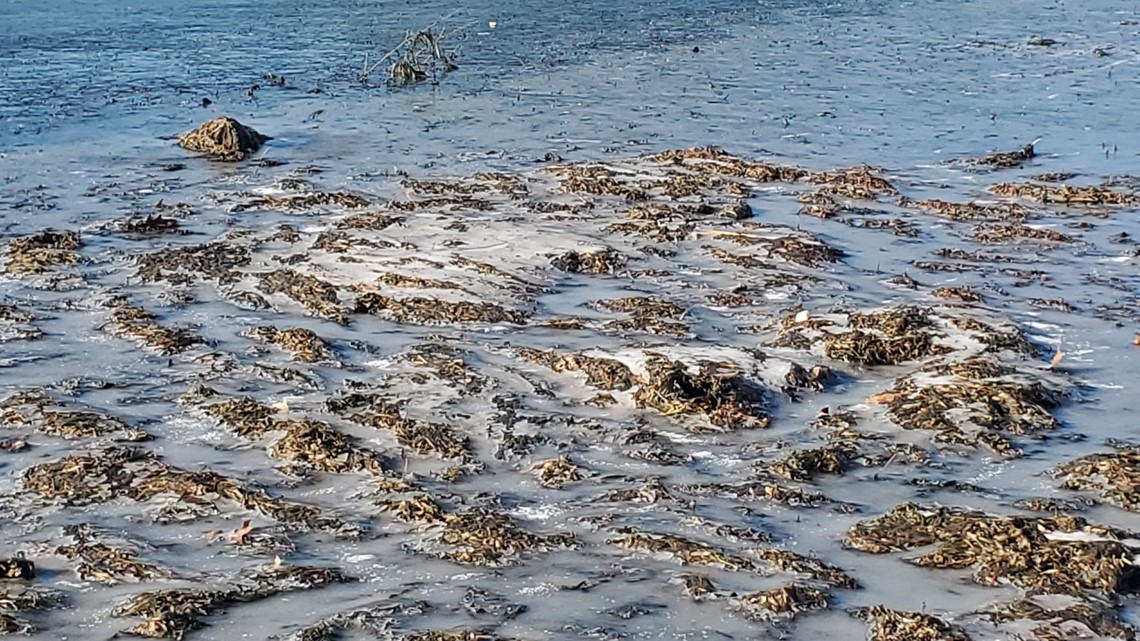 Extended freeze helping clear North Alabama waterways of invasive ...