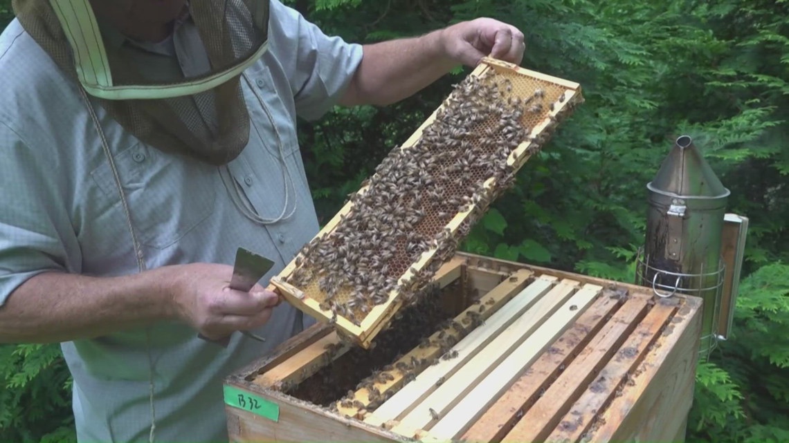 Local beekeepers keep a close eye on their hives after Africanized bee ...