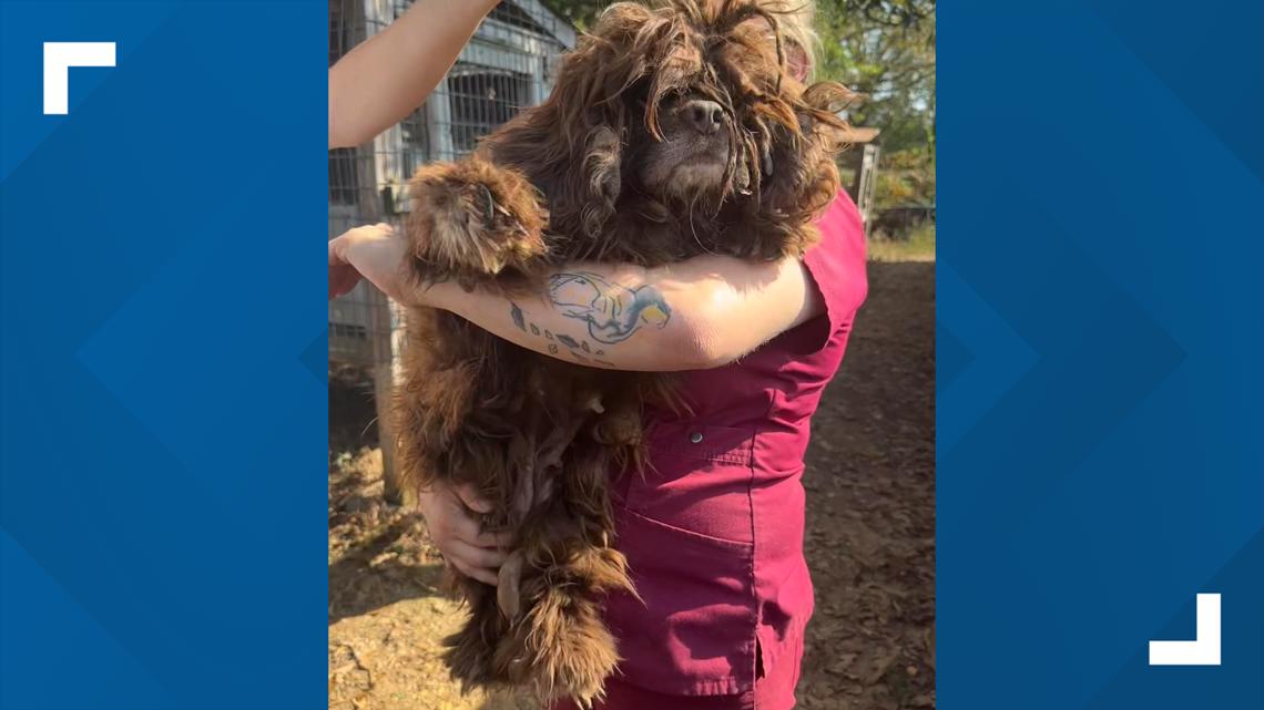 Alabama woman charged with multiple counts of animal cruelty ...