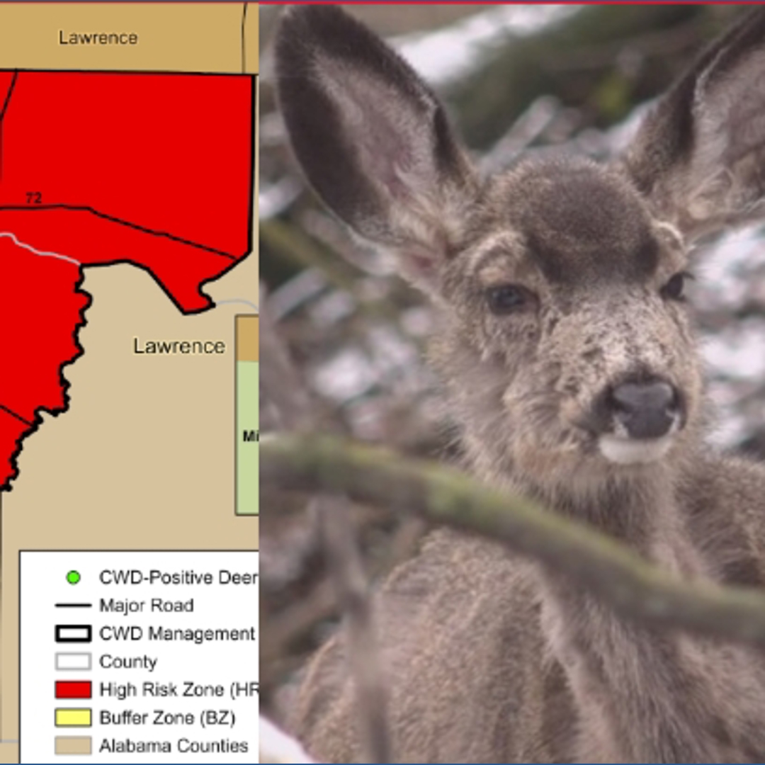 Alabama mandates CWD testing for deer hunters in high-risk zones 2025 ...