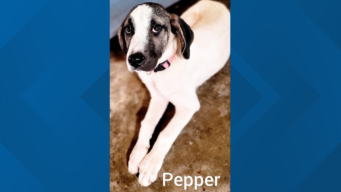 The Marshall County Animal Shelter urgently needs adopters ...