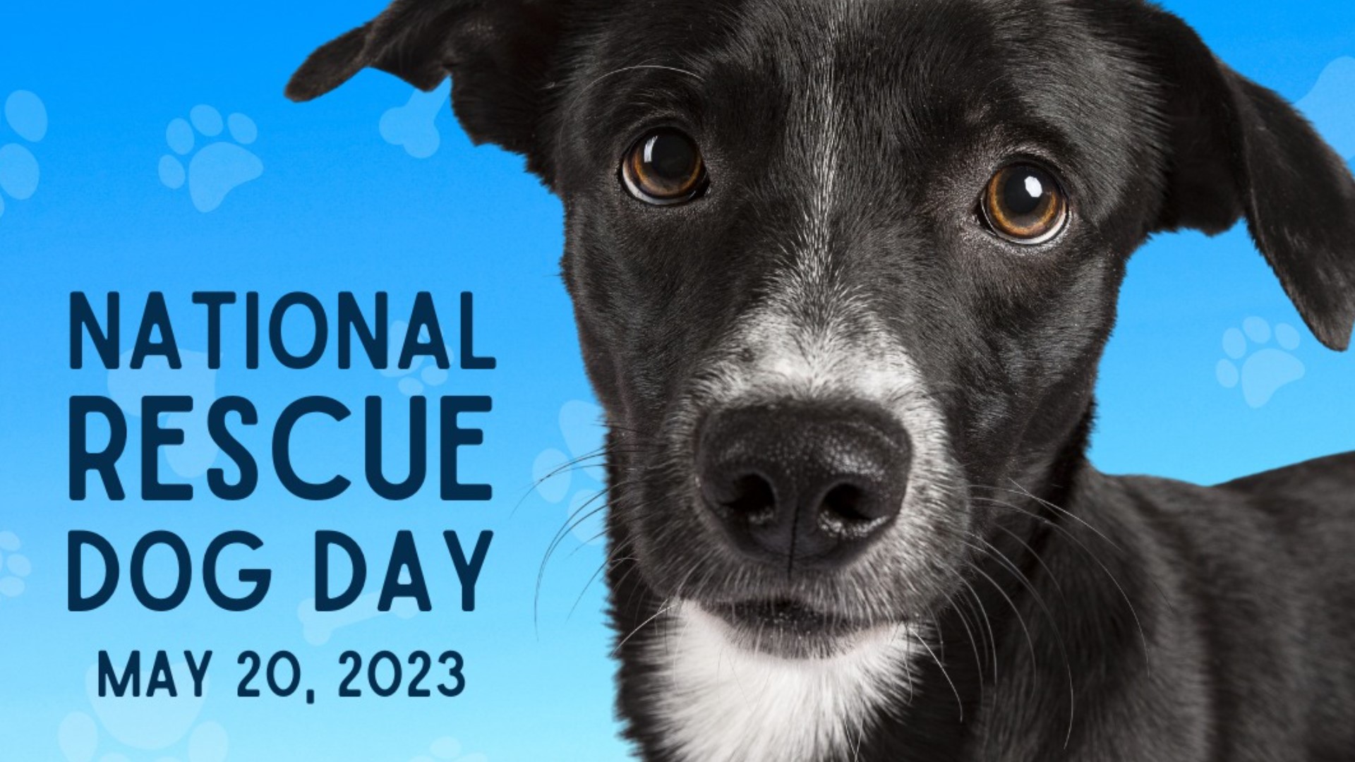 Huntsville Animal Services waives adoption fee on most adult pets ...