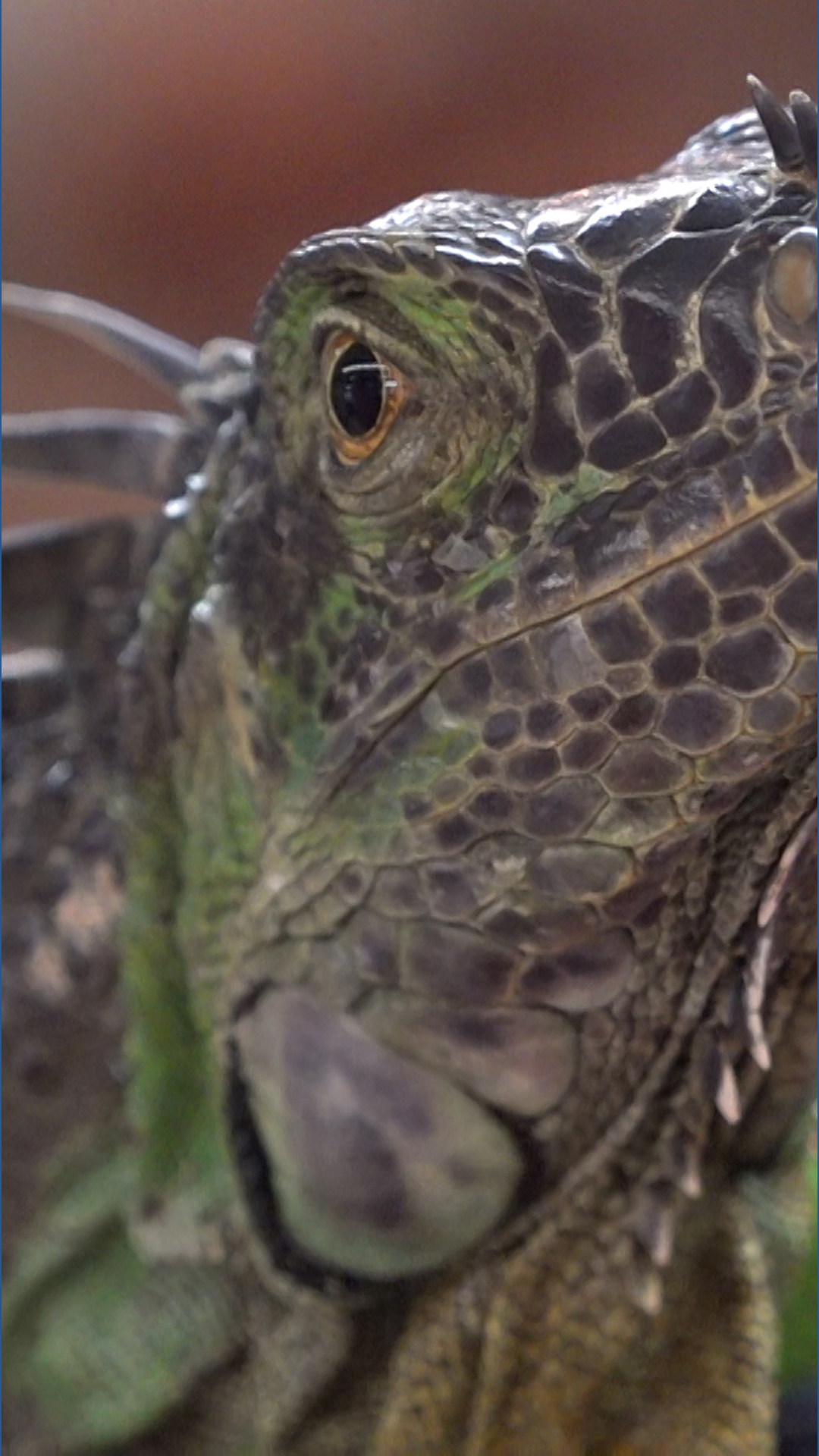 From reptiles to 'roos: Huntsville's Exotic Pet Expo makes another ...