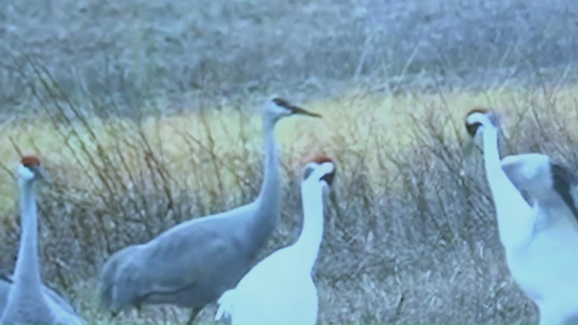 Wheeler National Wildlife Refuge welcomes visitors to see cranes ...