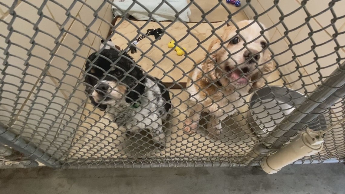 Scott Co. Humane Society at capacity, waives dog adoption fees | wqad.com