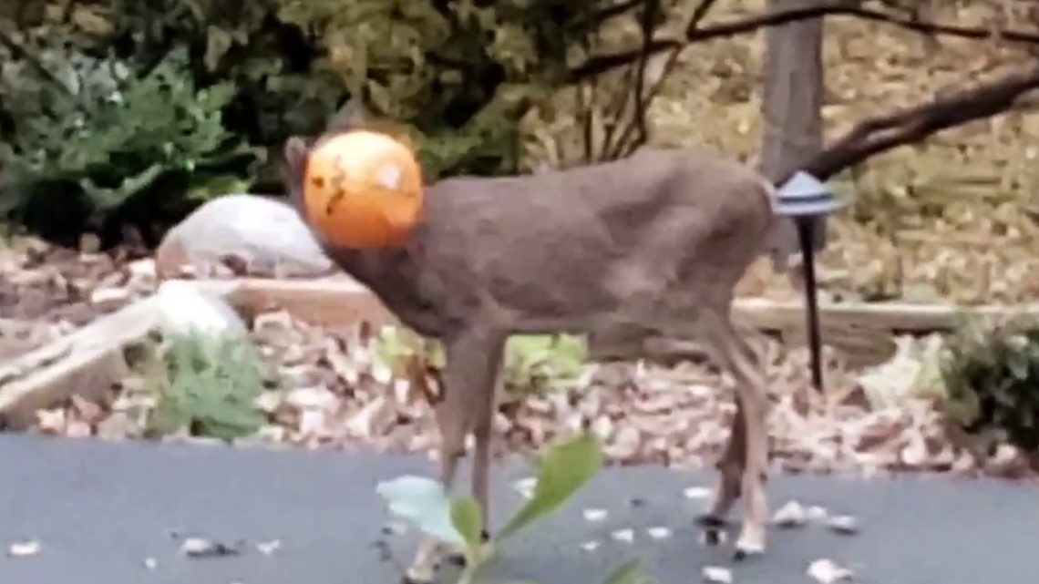 Michigan fire department frees deer with plastic pumpkin stuck on head ...