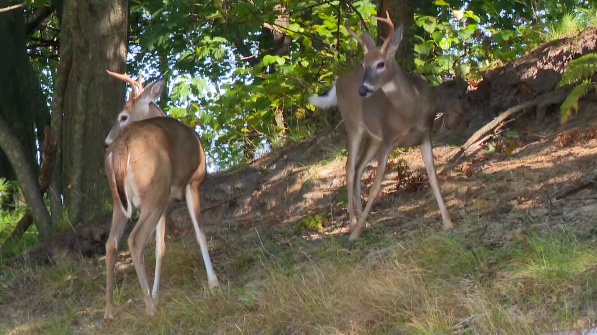 Iowa DNR: 5 deer carcasses illegally dumped at Raccoon River boat ramp ...
