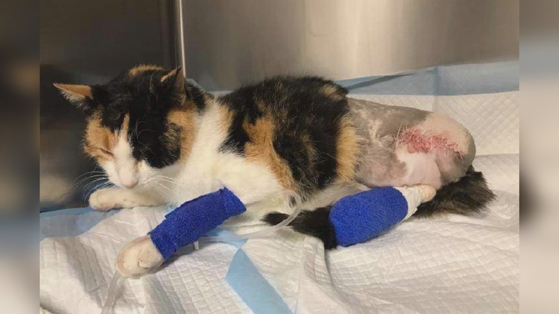 'It can be fatal': Cat loses leg while seeking shelter from the cold in ...