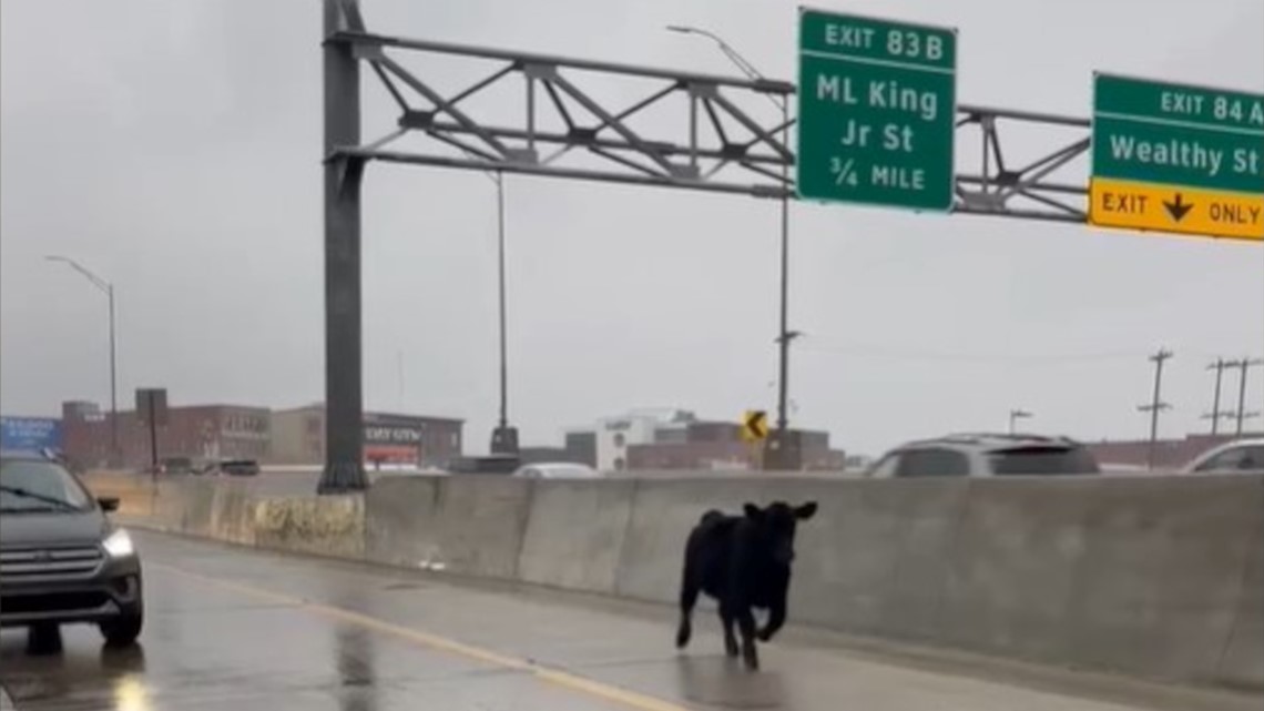 Cow seen running loose on Michigan highway | Lipstick Alley