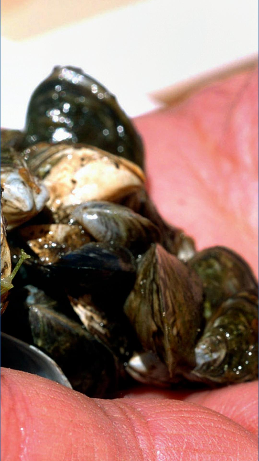 Invasive zebra mussels spotted in Des Moines River | weareiowa.com